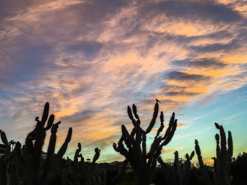 Sunset with cactus stock photo. Image of tree, cactus - 89929052