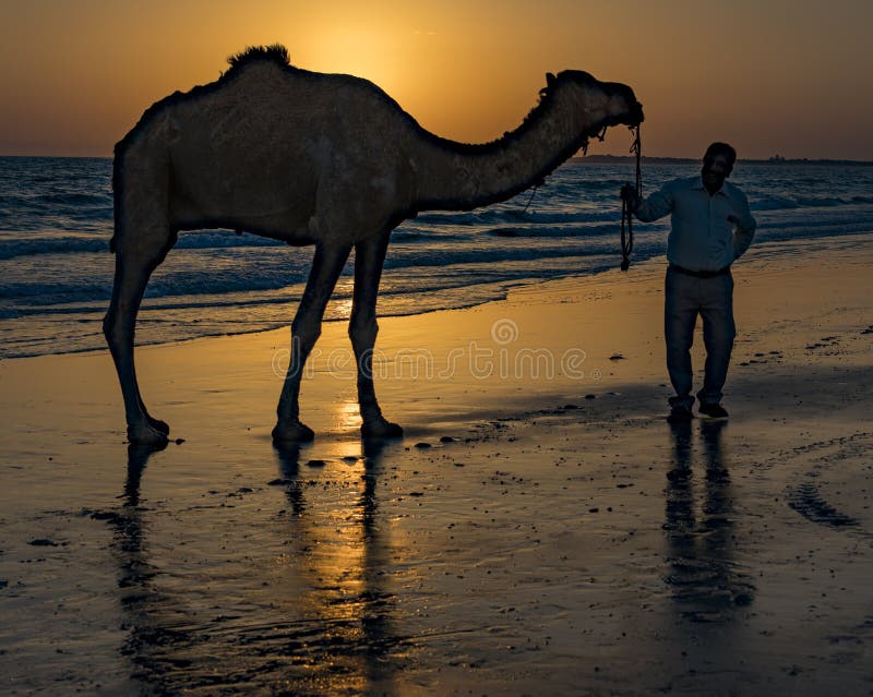 Sunset Camel Walk on Beach with Handler Editorial Stock Image - Image ...