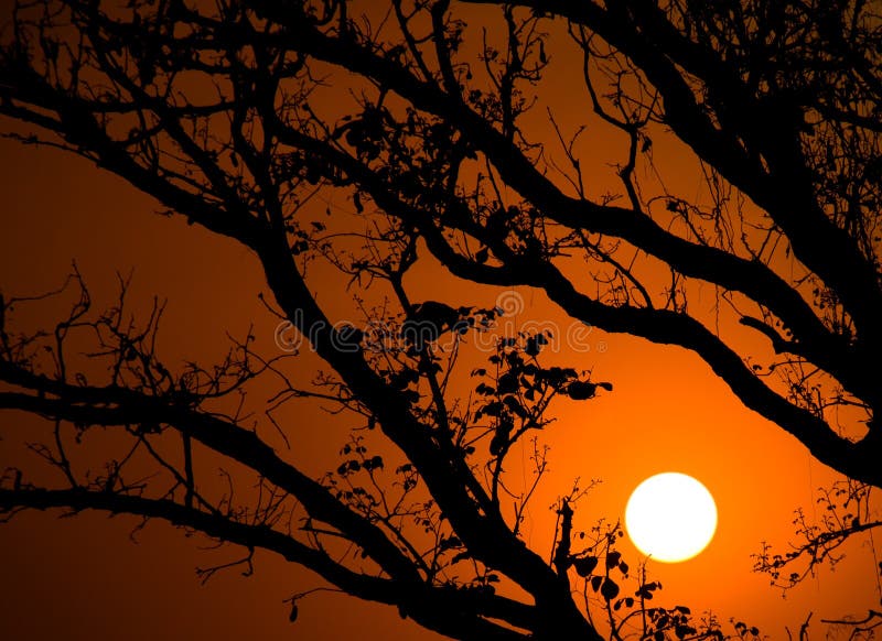 Sunset Capture Beautiful Trees Stock Image - Image of darkness, dusk ...