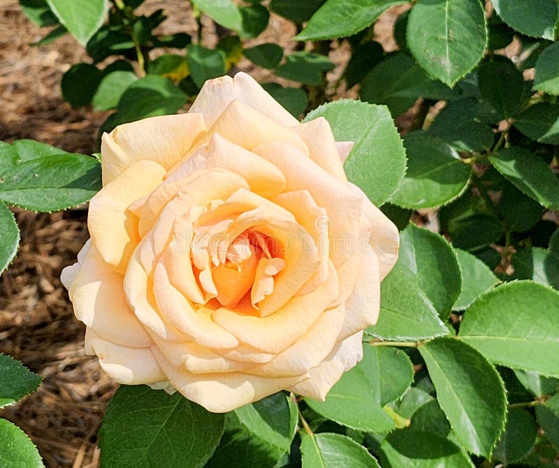 Sunset Celebration Rose stock photo. Image of bloom - 346400452