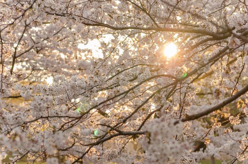 Sunset and Cherry Blossoms stock photo. Image of nature - 28386804