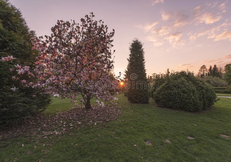 Sunset at the Cherry Tree in a Field Stock Image - Image of park ...