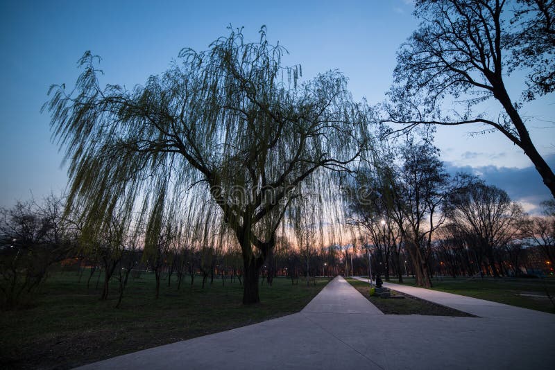 Sunset in city park stock photo. Image of path, cloud - 90312988