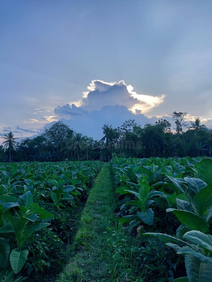 Sunset in claudy sky stock photo. Image of sunset, garden - 276807214