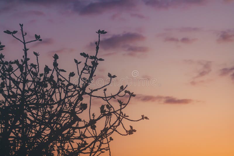Sunset with Clouds and a Fig Tree Silhouette Stock Image - Image of ...