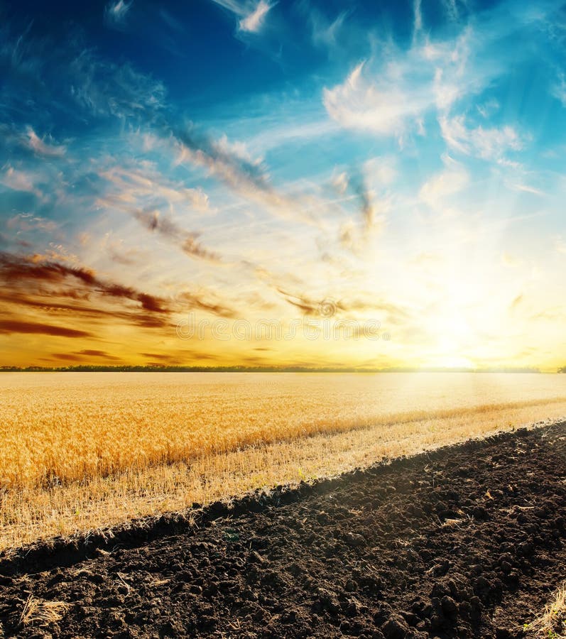 Sunset in Clouds Over Field with Crop Stock Image - Image of farming ...