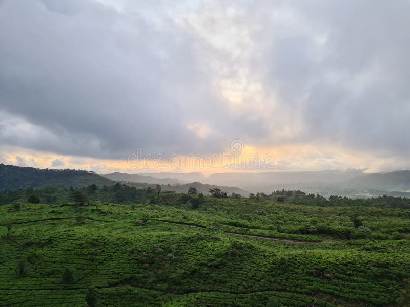 Almost Sunset with Cloudy Sky and Green Tea Field Stock Image - Image ...