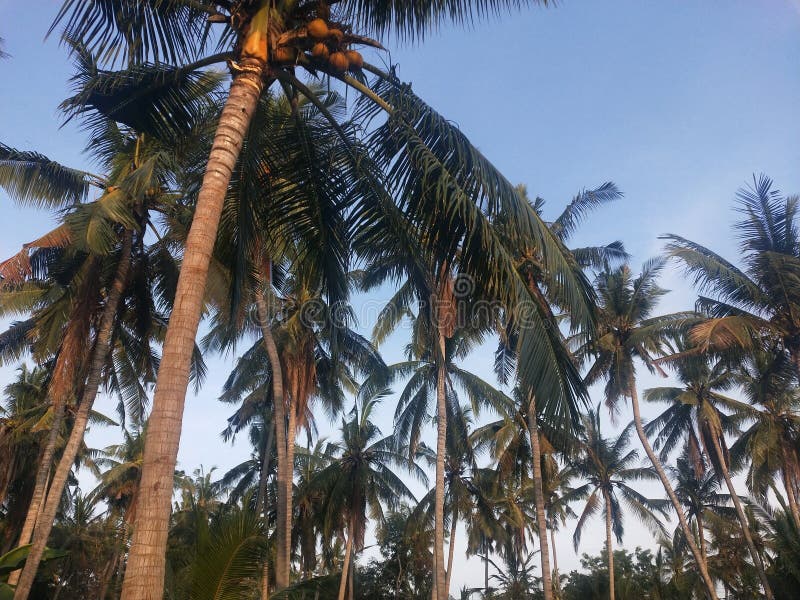 Coconut field in thailand stock image. Image of outdoor - 32382333