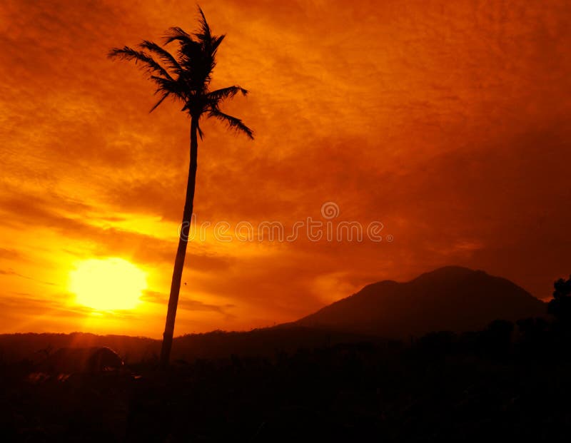 Sunset with a Coconut Tree As Foreground Stock Photo - Image of sunset ...