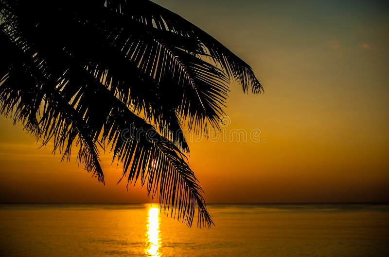 Sunset coconut tree stock photo. Image of coconut, backbag - 49365678