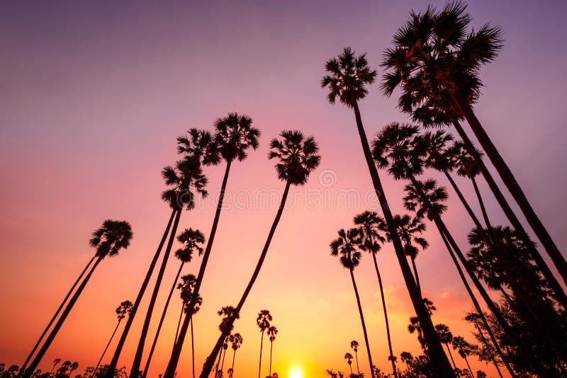 Sunset with coconut tree stock photo. Image of beautiful - 48014946