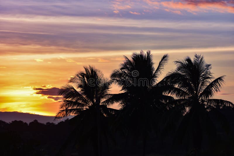 Sunset coconut tree stock image. Image of golden, heavens - 105353347