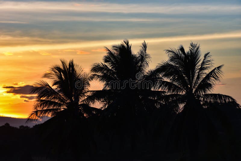 Sunset coconut tree stock photo. Image of morning, dusk - 105386586