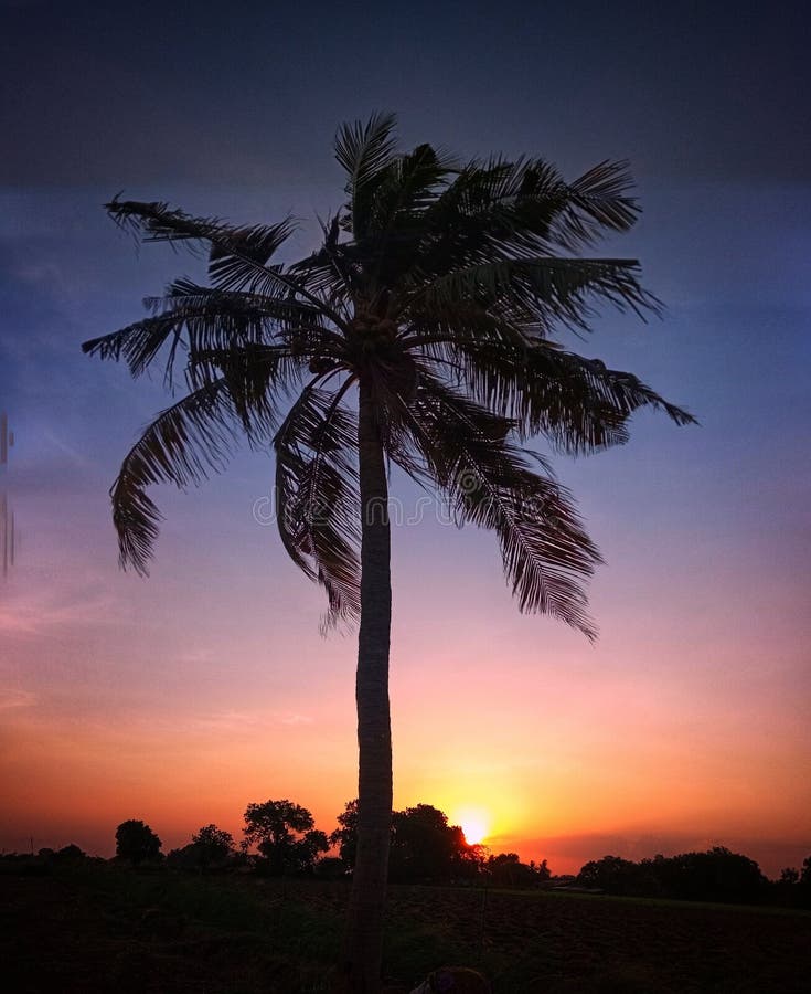 Sunset through Coconut Trees Along Curved Road Stock Image - Image of ...
