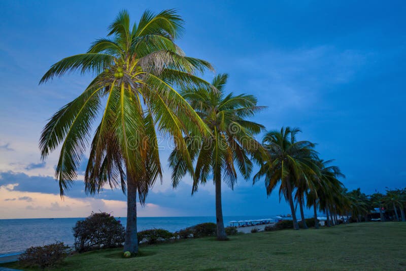 Sunset Coconut Trees China Hainan Stock Image - Image of background ...
