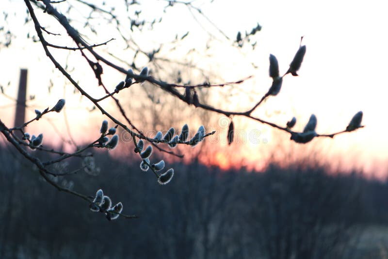 Sunset in cold wind stock photo. Image of sunset, nature - 149502134