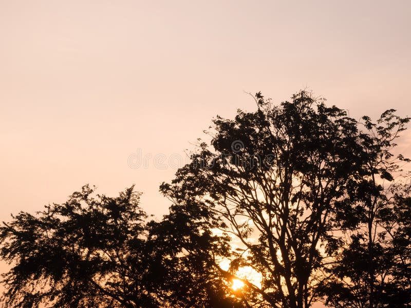 Sunset, the Color of the Evening Sky with the Shadow of a Tree with ...