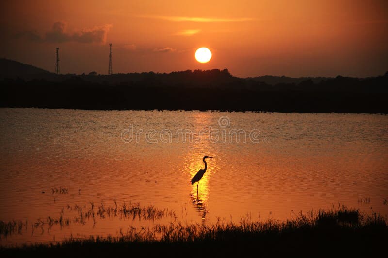 Sunset stock photo. Image of grading, sunset, bird, orange - 135540642