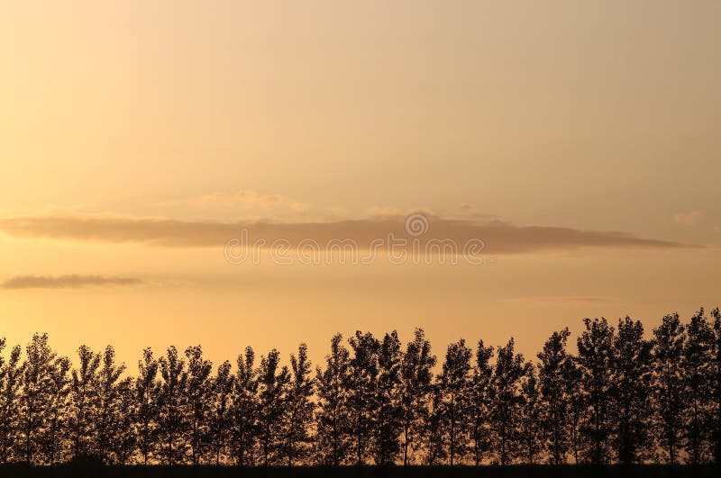 Sunset Colored Sky with Tree Silhouettes Stock Photo - Image of ...