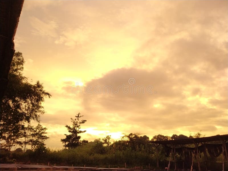 Early sun in the forest stock photo. Image of green, april - 3269426