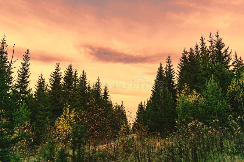 Sunset in the Coniferous Forest Stock Image - Image of pine, field ...