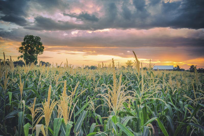 Sunset and Corn Farm in Thailand. Stock Image - Image of outdoor ...