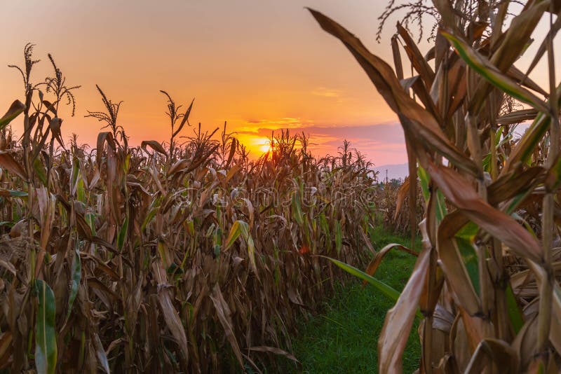 The Sunset on the Corn Field Stock Photo - Image of sunset, corn: 186375530