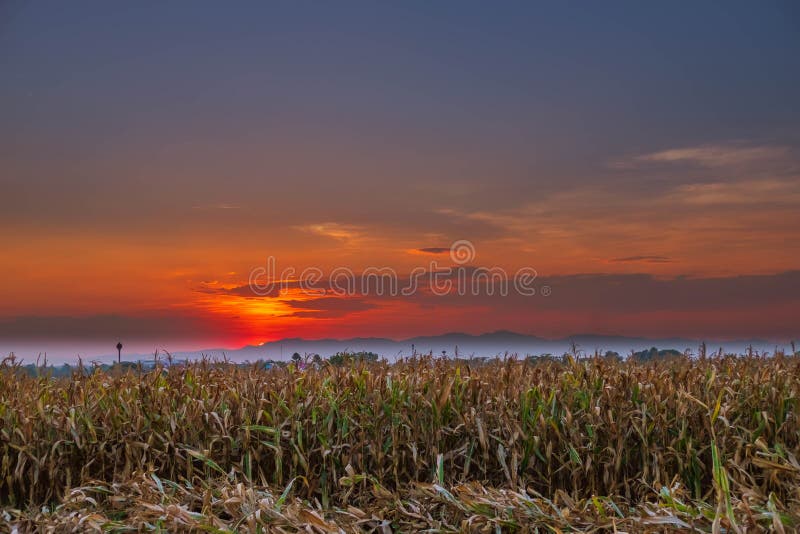The Sunset on the Corn Field Stock Photo - Image of growing, landscaped ...