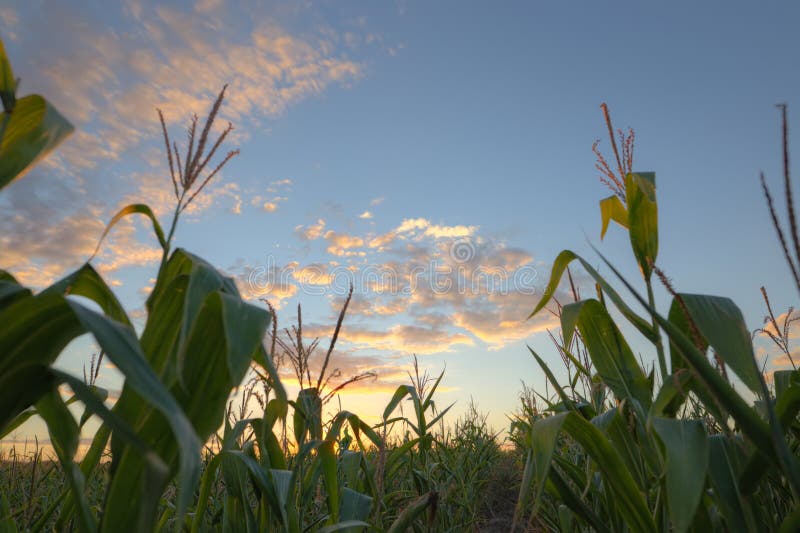 Sunset at the Corn Field. Brilliant Orange Sunrise Stock Photo - Image ...