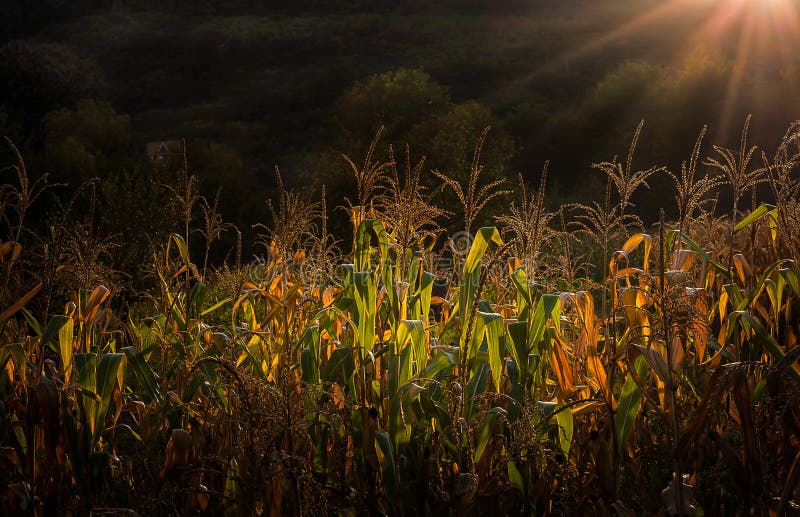 Sunset Corn Field stock photo. Image of dawn, cornfield - 79333814