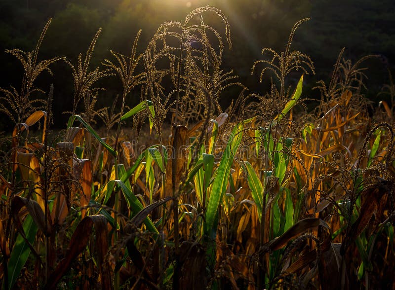 Sunset Corn Field stock photo. Image of contrast, color - 79339248