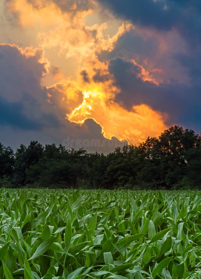 Sunset Cornfield stock image. Image of farming, field - 49154377