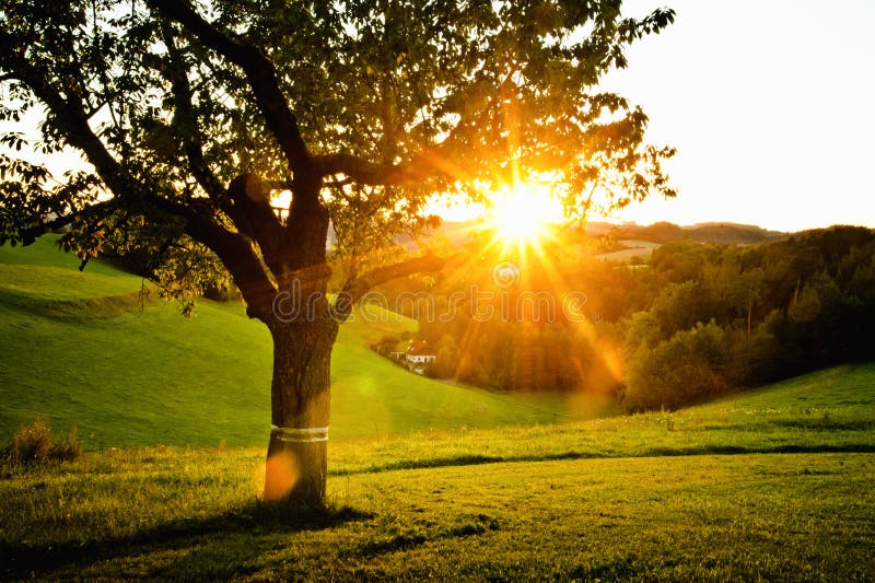 Sunset in the Country stock photo. Image of fresh, idyll - 20934010