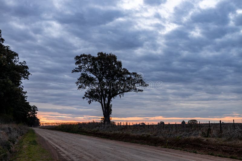 Sunset on a Country Road. Huge Tree on Dirt Road Stock Image - Image of ...