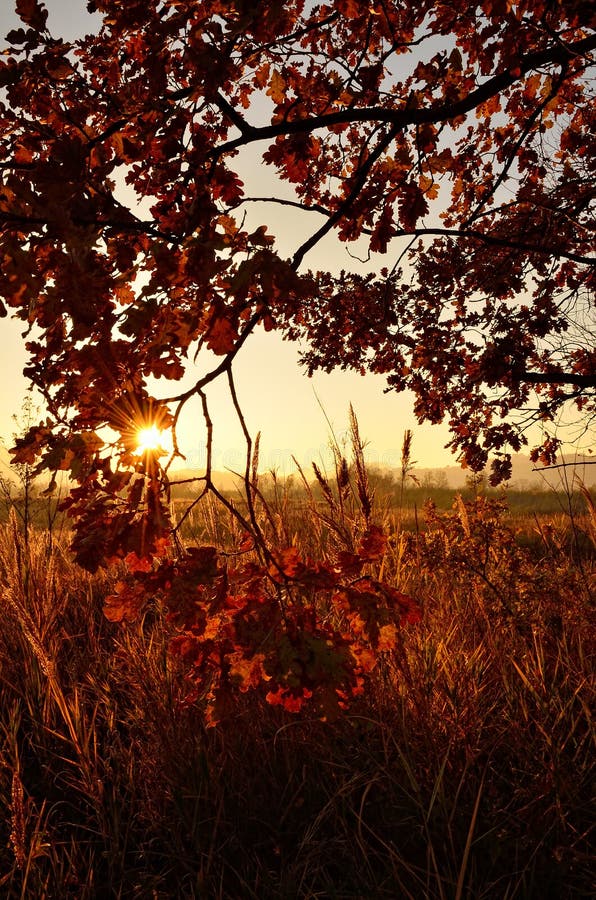 Sunset in countryside stock image. Image of beauty, foliage - 49626193