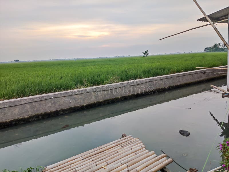 Sunset Covered by White Clouds and a Stretch of Rural Rice Fields Stock ...