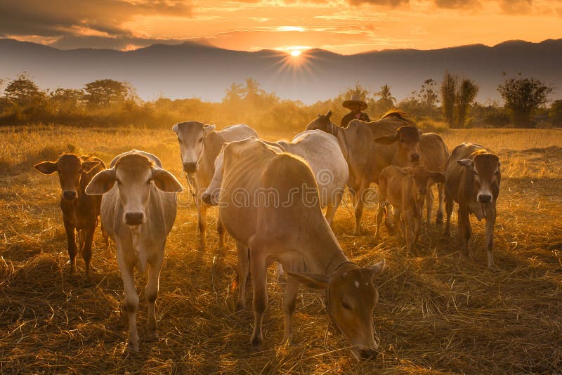 Sunset cowboy stock photo. Image of avoid, country, beautiful - 63047816