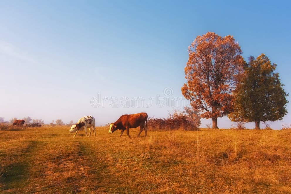 Sunset with cows stock image. Image of nature, romania - 65416467