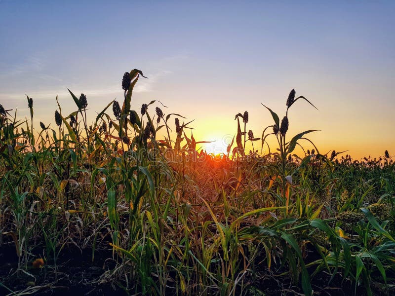 Sunset in the crop stock photo. Image of plant, crop - 220394232