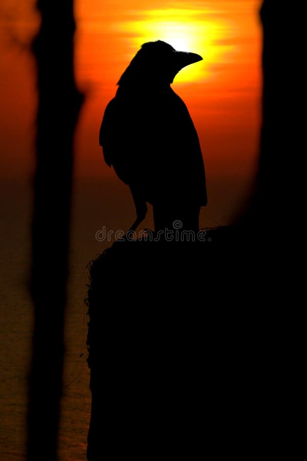 Sunset Crow stock photo. Image of dusk, desert, beautiful - 9449686