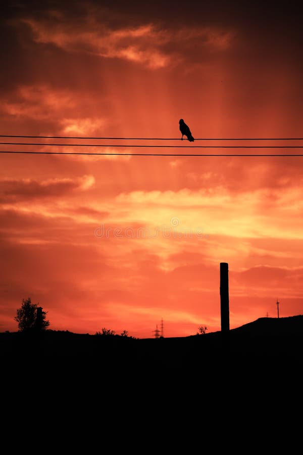 Sunset Crow stock photo. Image of crow, sundown, cyprus - 98857536