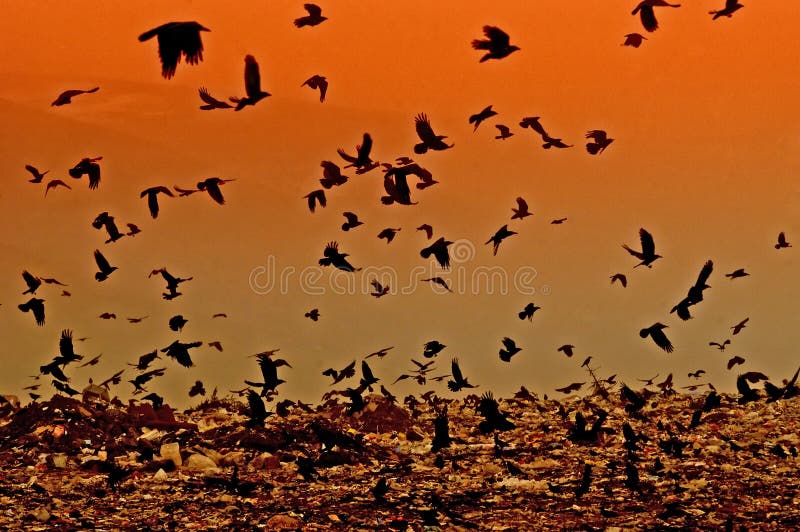 Sunset Crows stock image. Image of sunset, evening, beautiful - 4821019