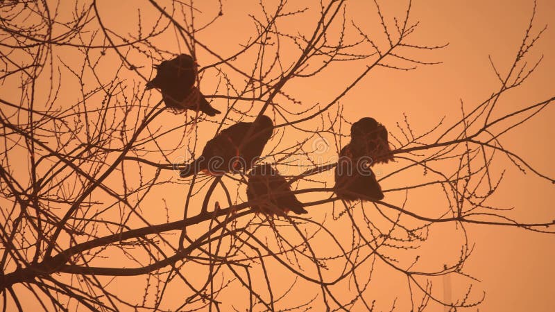 Sunset Crows stock image. Image of sunset, evening, beautiful - 4821019