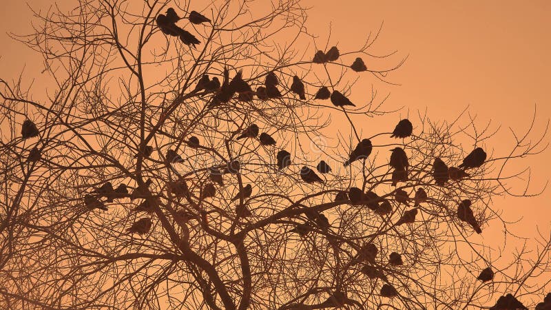 Sunset Crows stock image. Image of sunset, evening, beautiful - 4821019