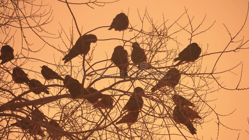 Sunset Crows stock image. Image of sunset, evening, beautiful - 4821019
