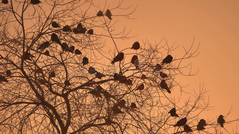 Sunset Crows stock image. Image of sunset, evening, beautiful - 4821019