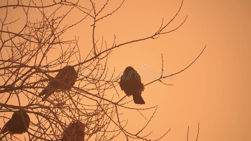 Sunset Crows stock image. Image of sunset, evening, beautiful - 4821019