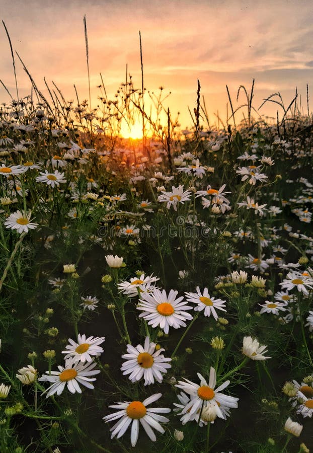 Sunset daisy summer meadow stock photo. Image of sloavia - 260694150