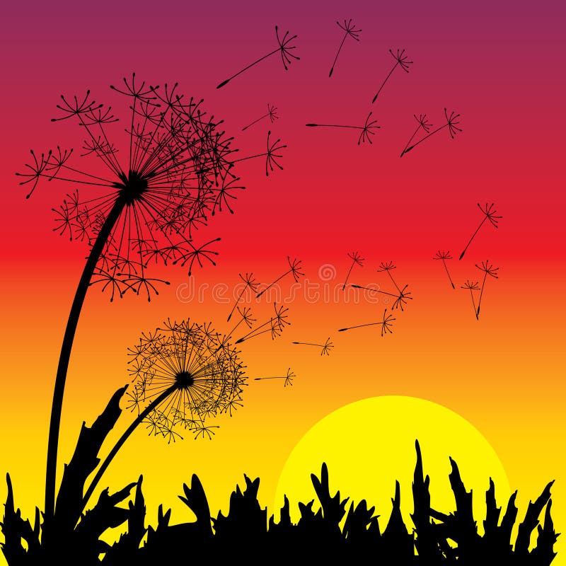 Sunset and dandelion stock vector. Illustration of sunset - 10430325