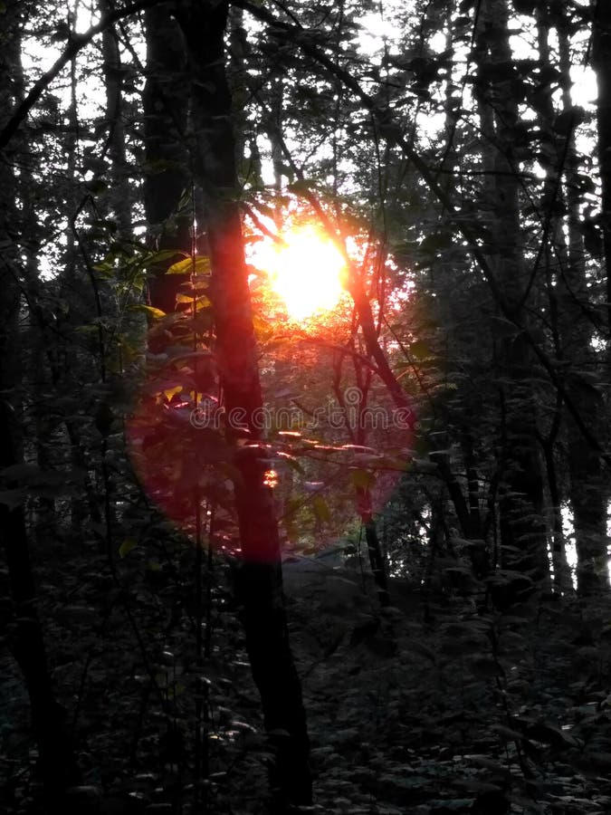 Sunset in a dark forest stock photo. Image of wood, nature - 97371288
